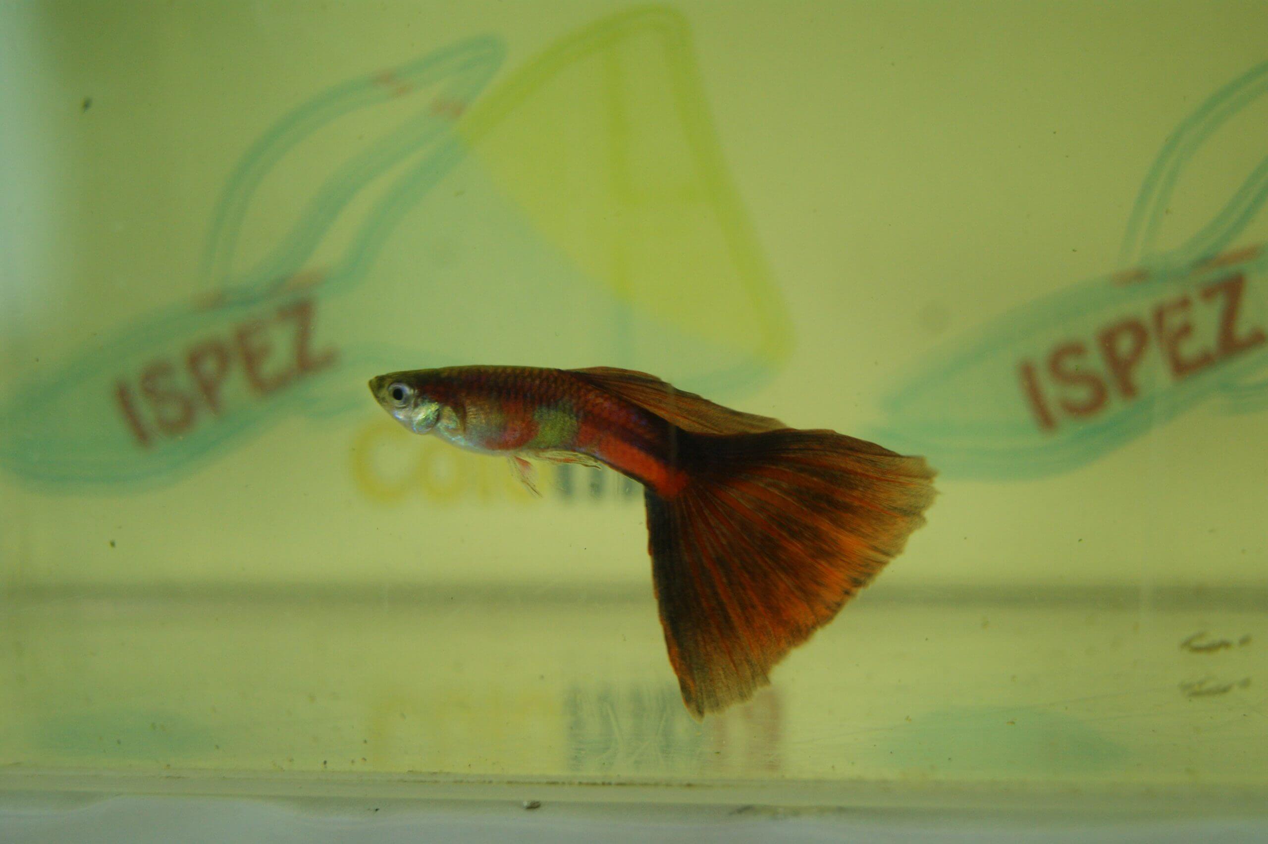 Peces Guppy - características generales- Ispezcolombia