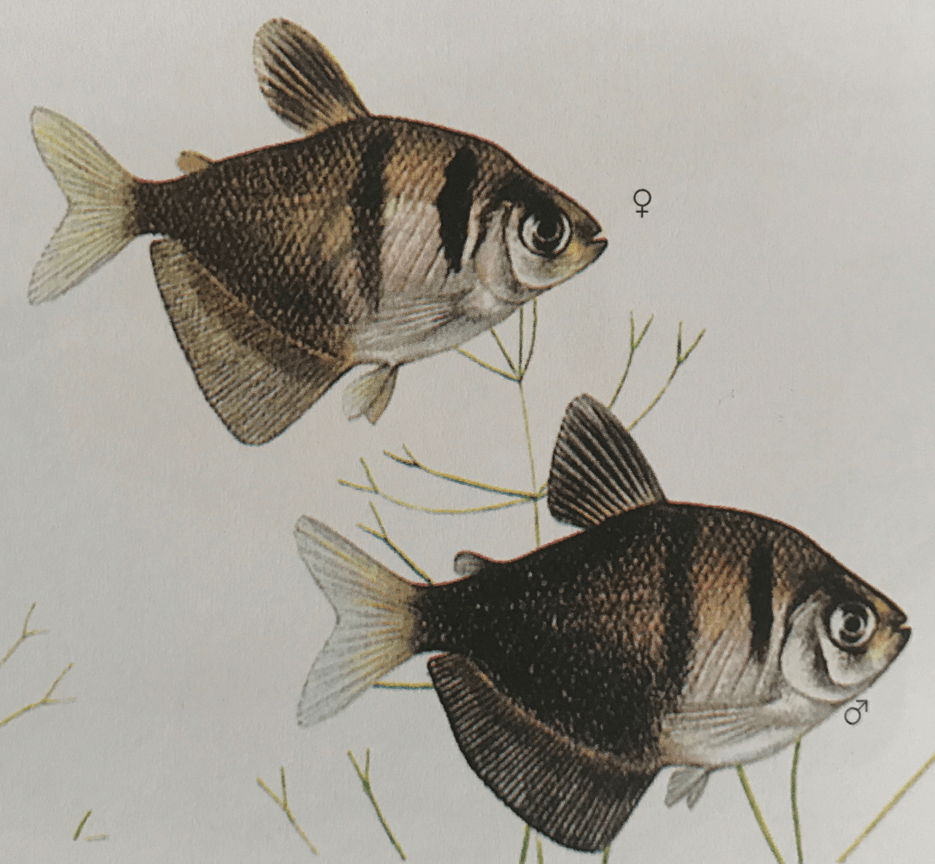 Tetra negro - Caracteristicas generales - IspezColombia