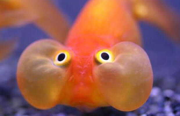 Pez Ojo de Burbuja - caracteristicas generales -IspezColombia