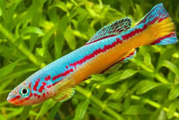 Killi amieti - Características genérales - Ispezcolombia