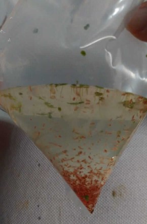 🦐 ¿Cómo reproducir pulgas de agua (Daphnia magna)? - IspezColombia