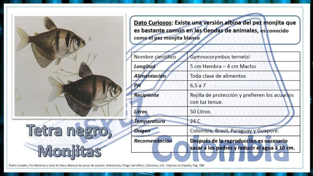 Tetra negro - Caracteristicas generales - IspezColombia