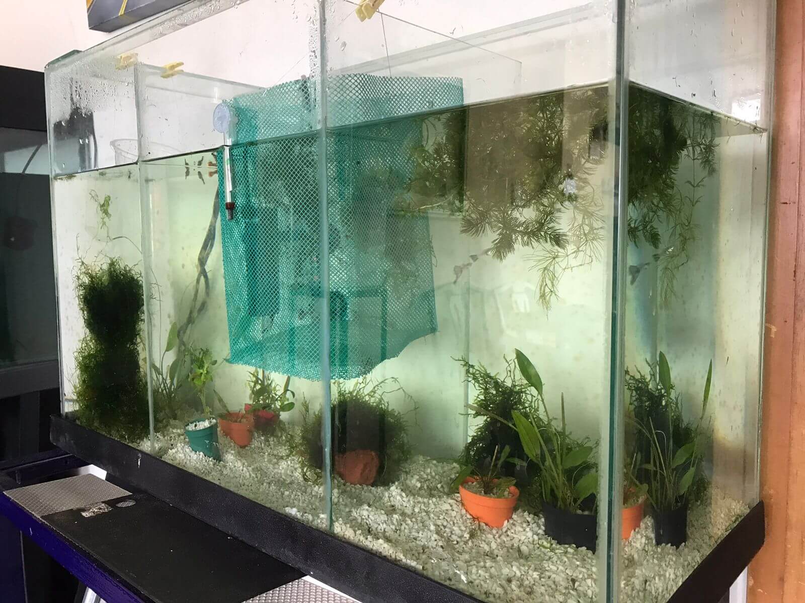 ¿Cómo reproduzco mis peces guppys? - IspezColombia