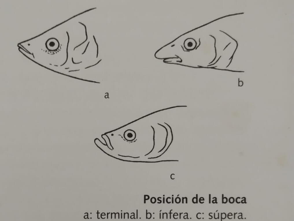 Alimentación Personalizada para tus Peces 🐟🌿 - IspezColombia