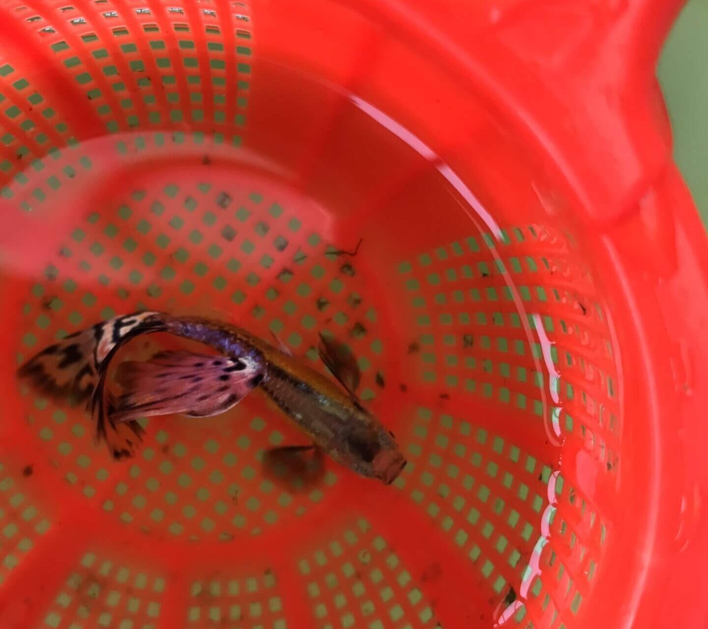 Guppy Dumbo Platinum - Pareja - Ispezcolombia